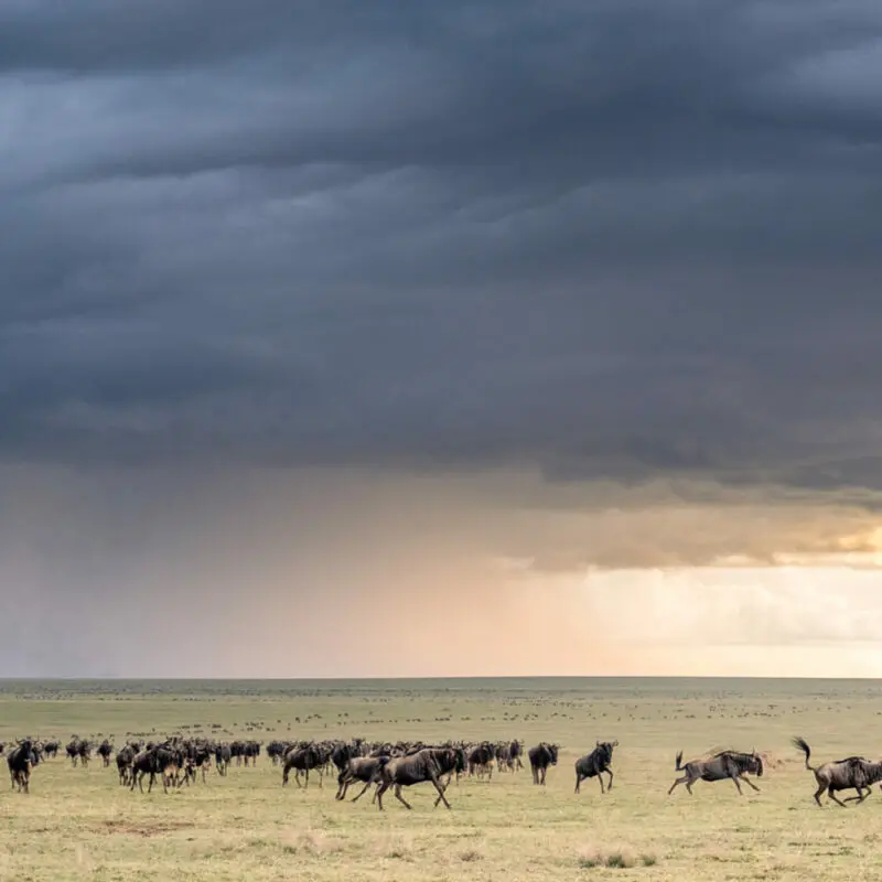 Best time to visit the Serengeti | Asilia Africa