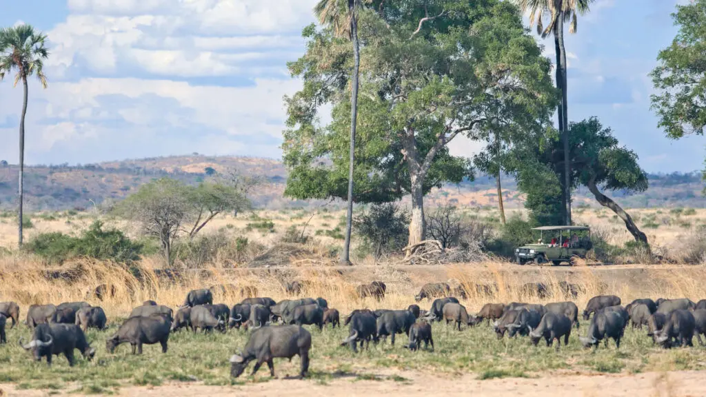 Jabali Ridge | Ruaha Safari | Tanzania | Asilia Africa