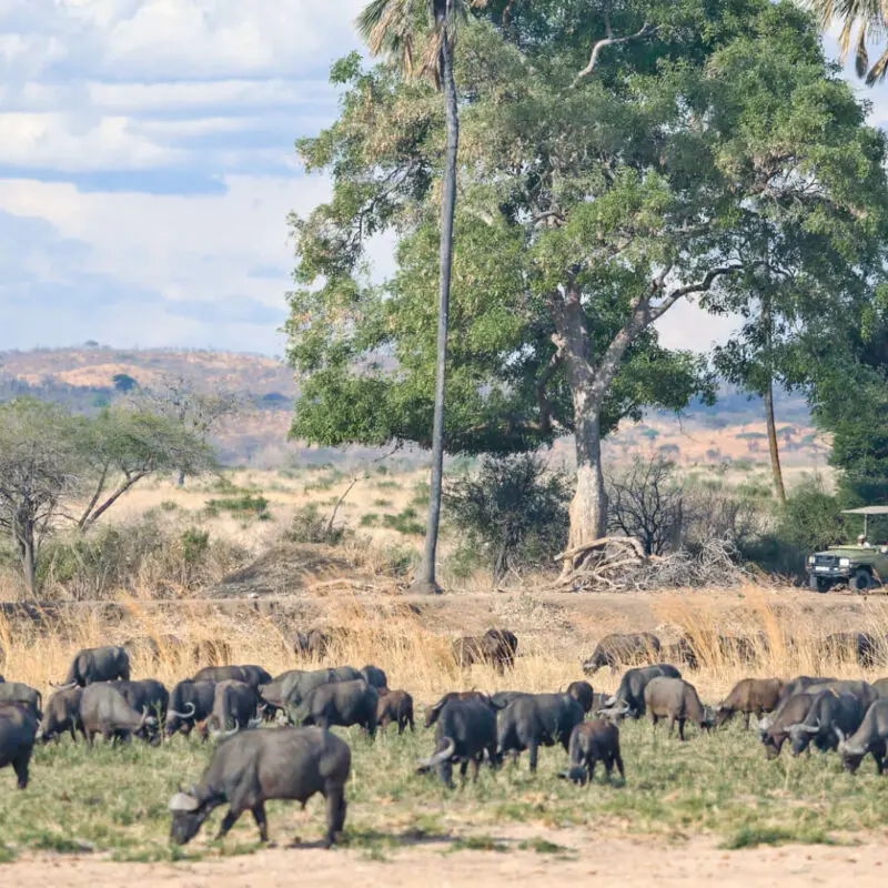 Jabali Ridge | Ruaha Safari | Tanzania | Asilia Africa
