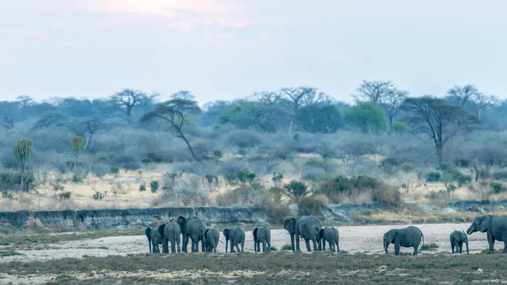 Jabali Ridge | Ruaha Safari | Tanzania | Asilia Africa
