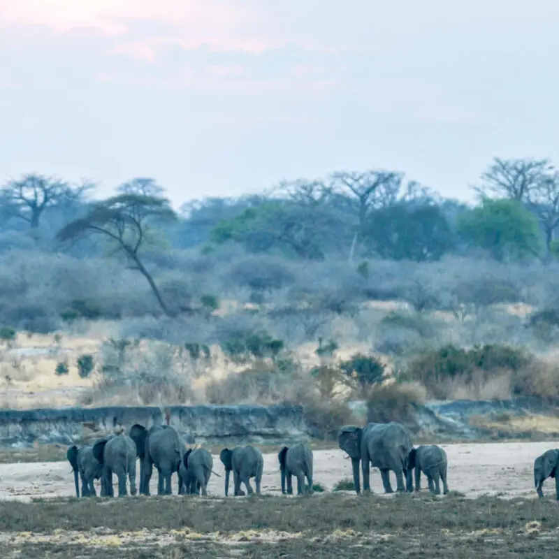 Jabali Ridge | Ruaha Safari | Tanzania | Asilia Africa