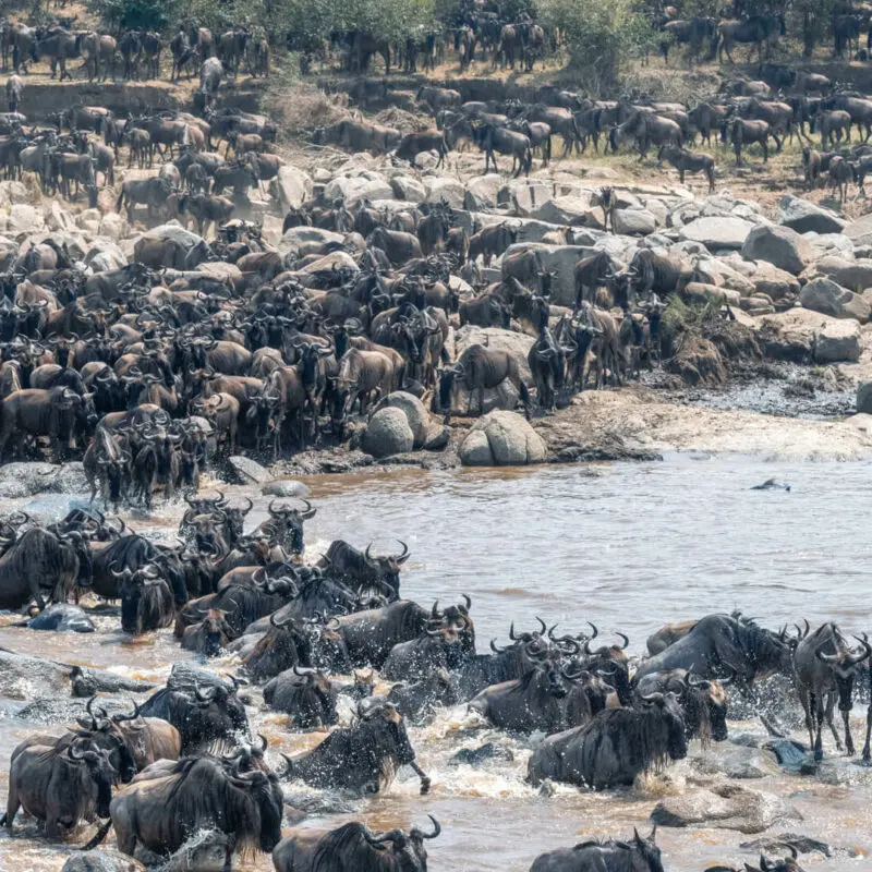 The Great Migration: What, When and Where? | Asilia Africa
