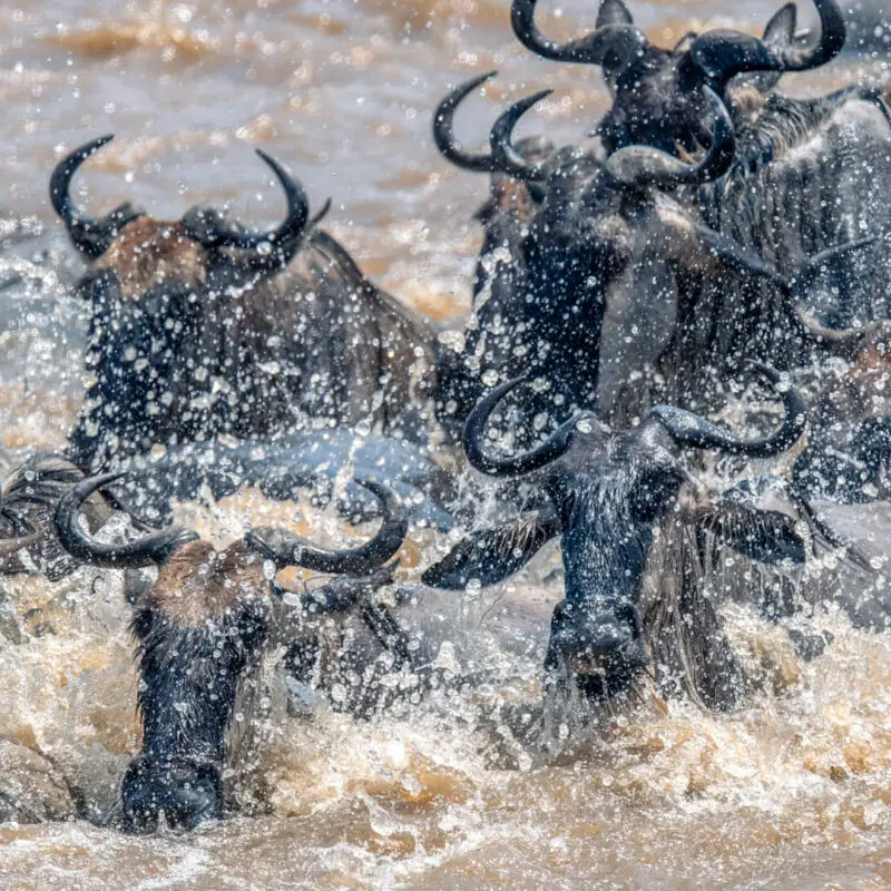 The Great Migration: What, When and Where? | Asilia Africa