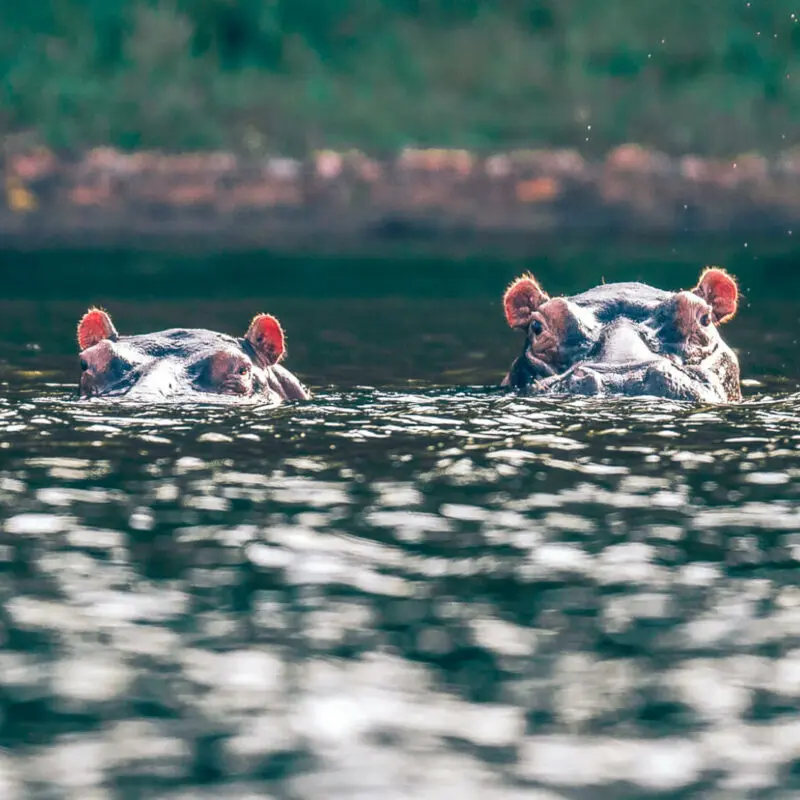 Rubondo Island National Park, Tanzania Safari | Asilia Africa