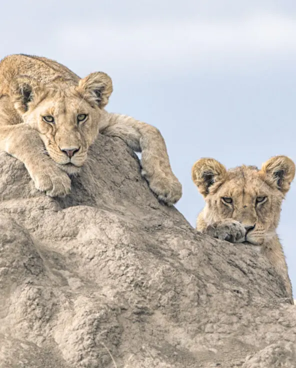 The Great Migration: What, When and Where? | Asilia Africa