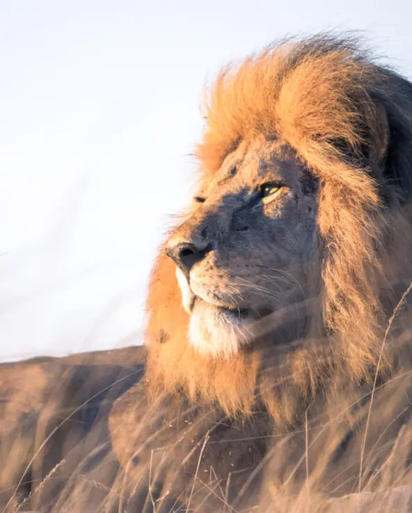 The Great Migration: What, When and Where? | Asilia Africa