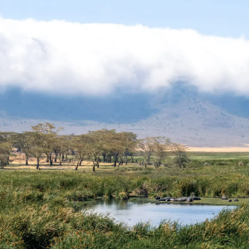 9-Day Best of Northern Tanzania Circuit | Asilia Africa