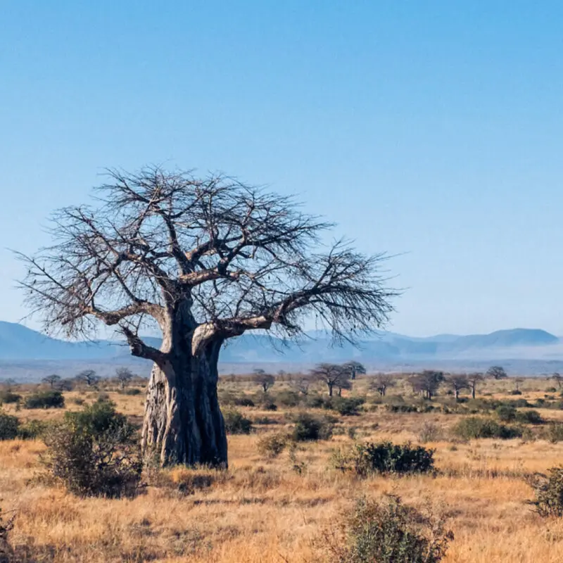 11-Day Southern Tanzania Hidden Gems Safari | Asilia Africa