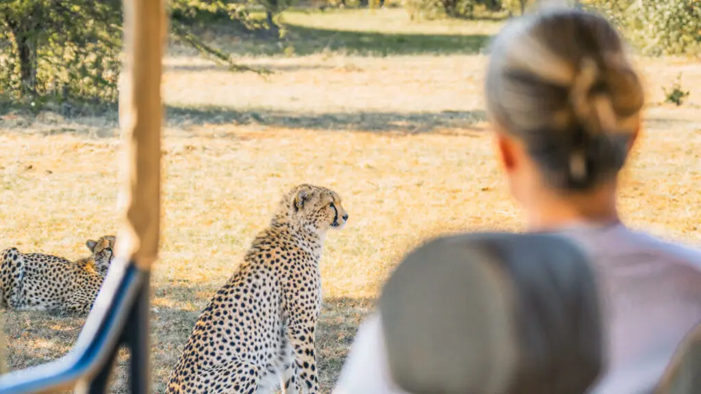 Top Safari Experiences to Try in 2026: Extraordinary Ways to Explore ...