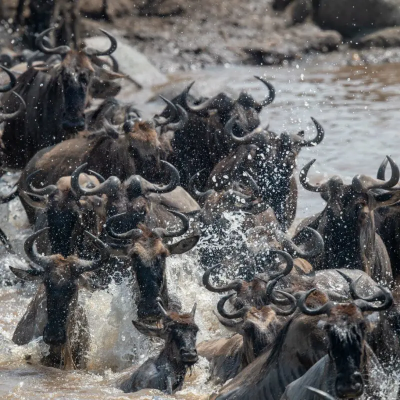 The Great Migration: What, When and Where? | Asilia Africa