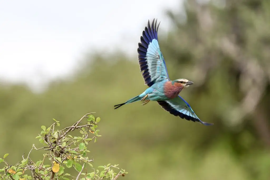 What is the Masai Mara Famous for? | Asilia Africa