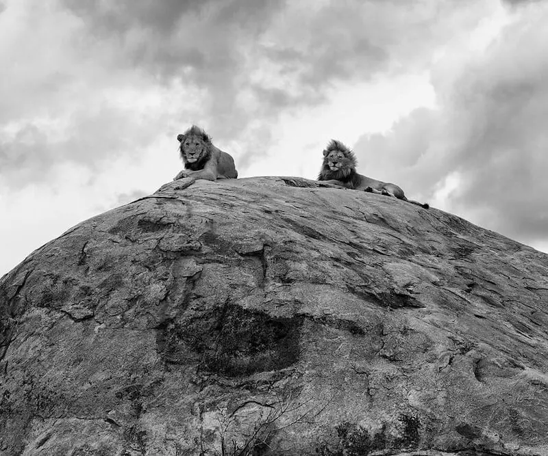 The Great Migration: What, When and Where? | Asilia Africa