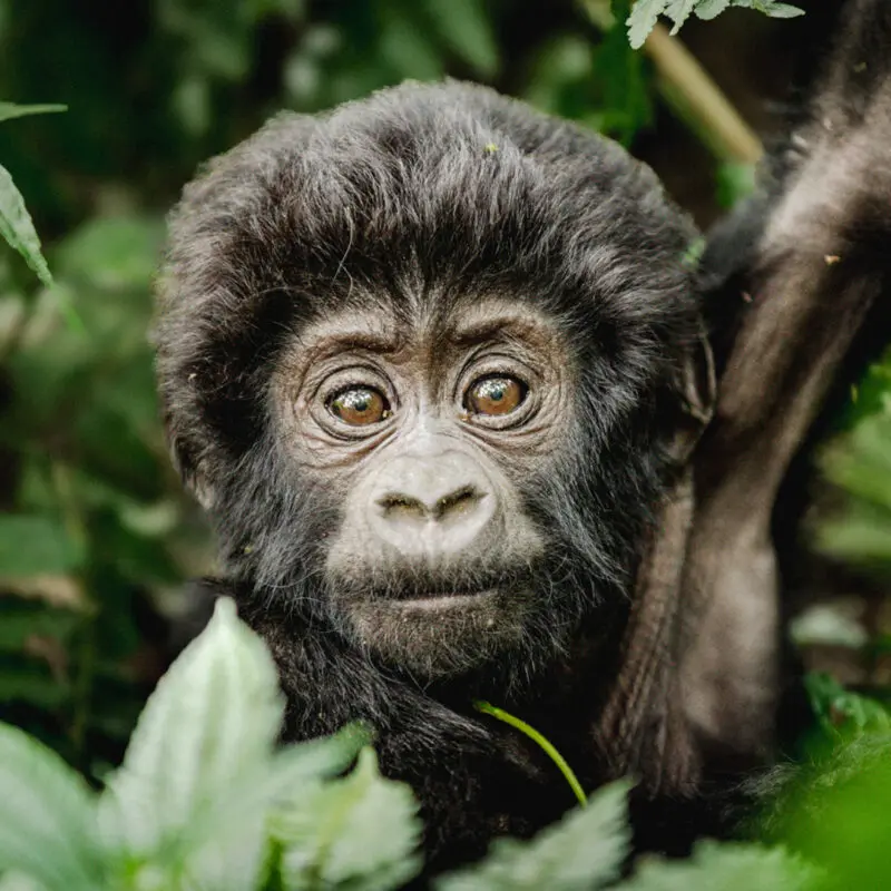 Bwindi Forest Gorilla Trekking Safari | Asilia Africa