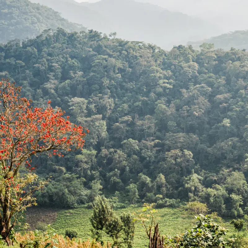 Uganda Safaris | Gorilla Trekking, Wildlife & More | Asilia