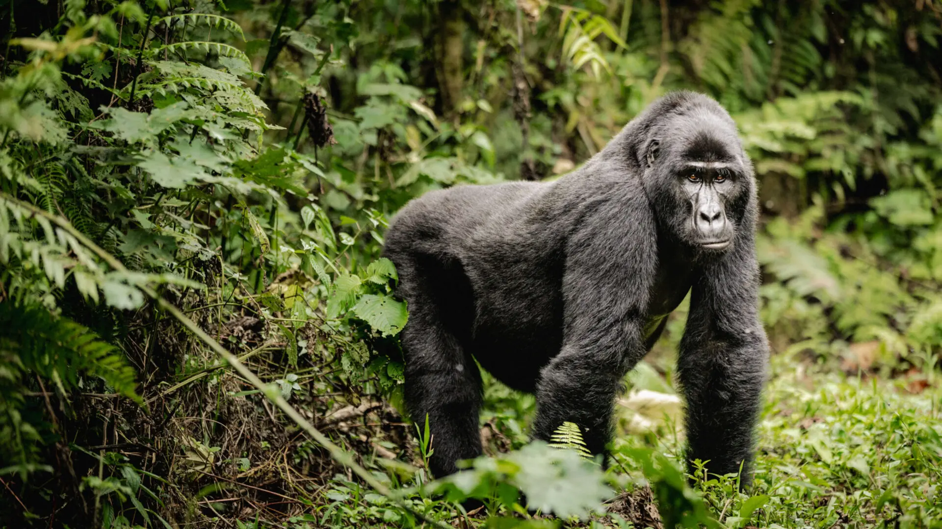 Bwindi Forest Gorilla Trekking Safari | Asilia Africa