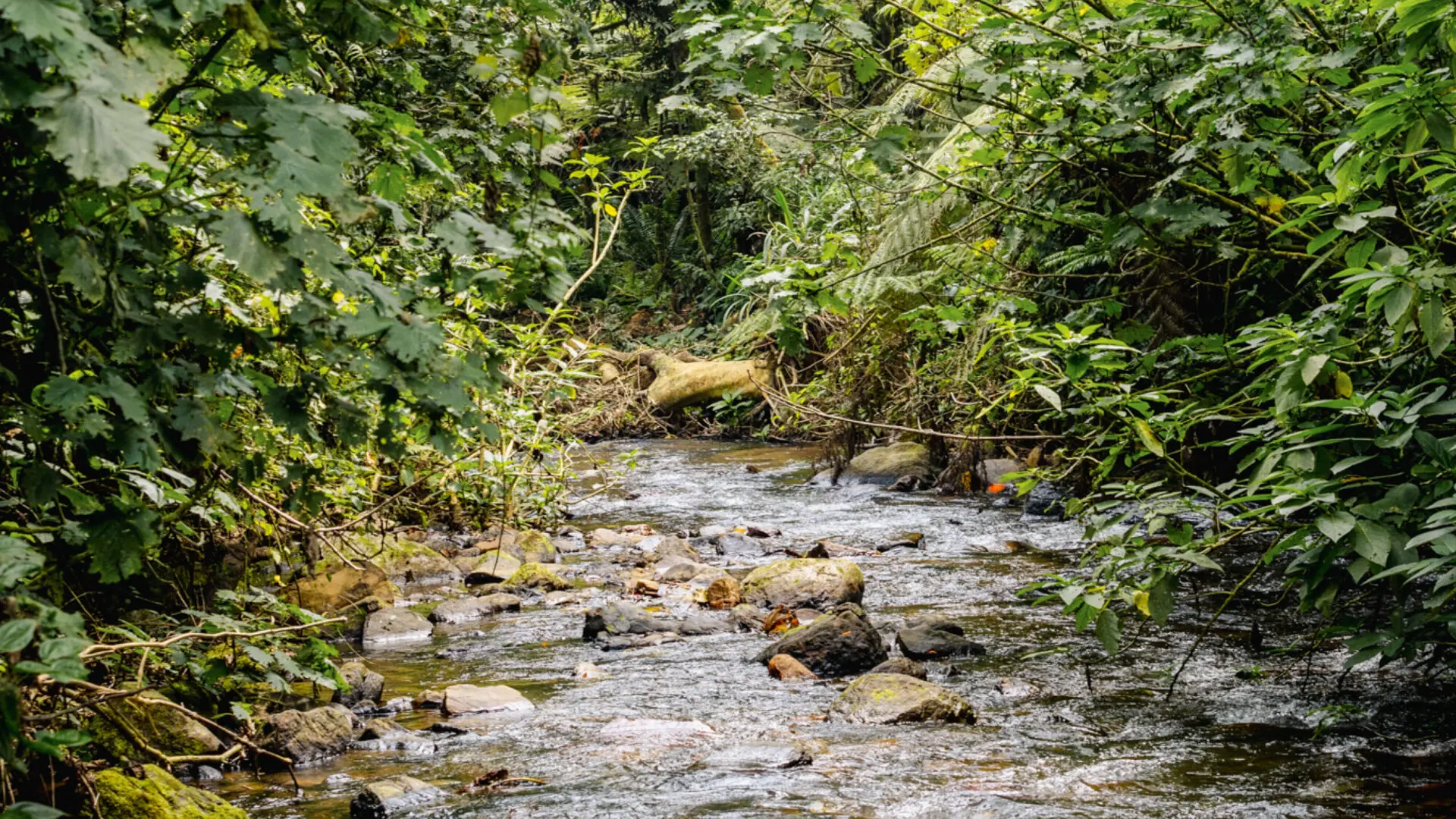 Bwindi Forest Gorilla Trekking Safari | Asilia Africa
