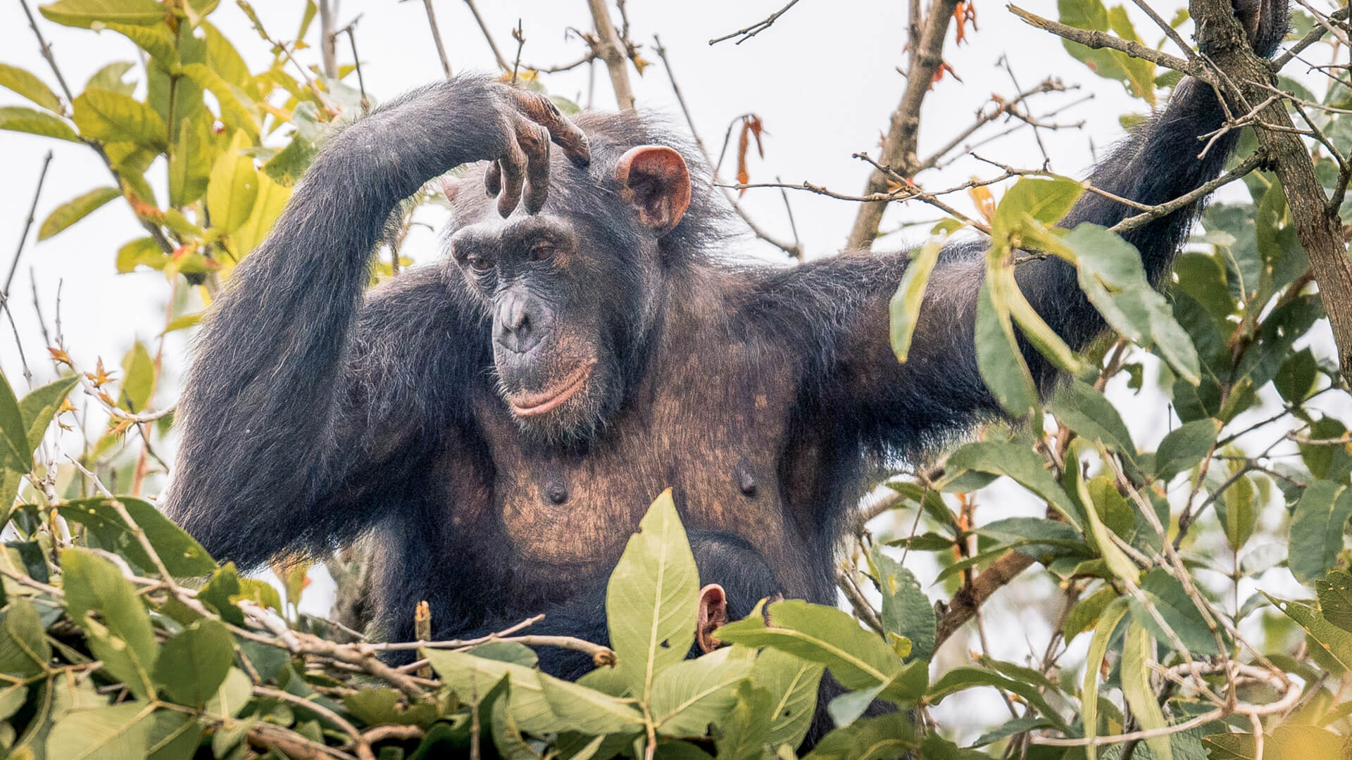 Chimpanzee Trekking | Asilia Africa