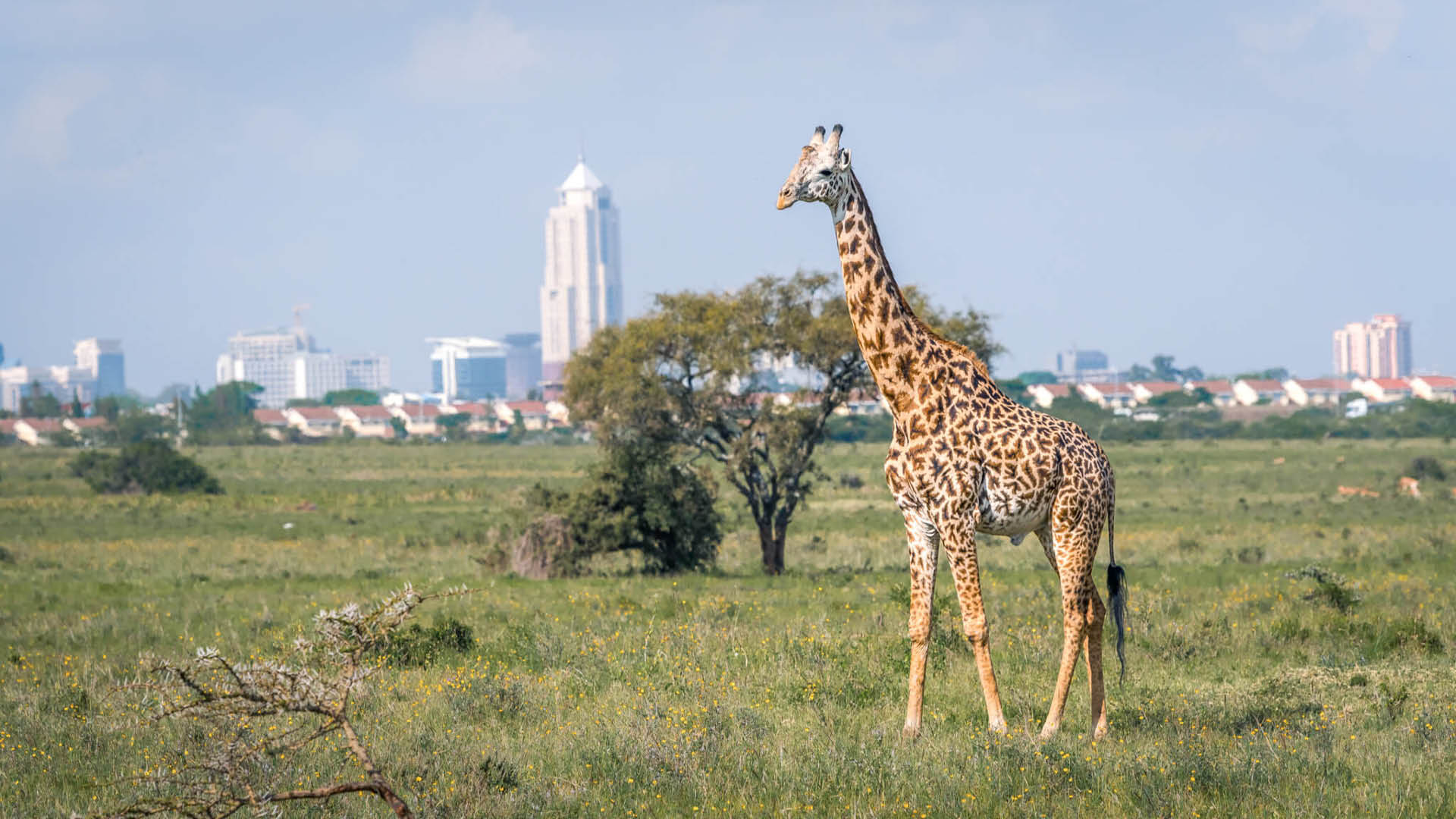 The Best Time to Visit Nairobi, Kenya | Asilia Africa