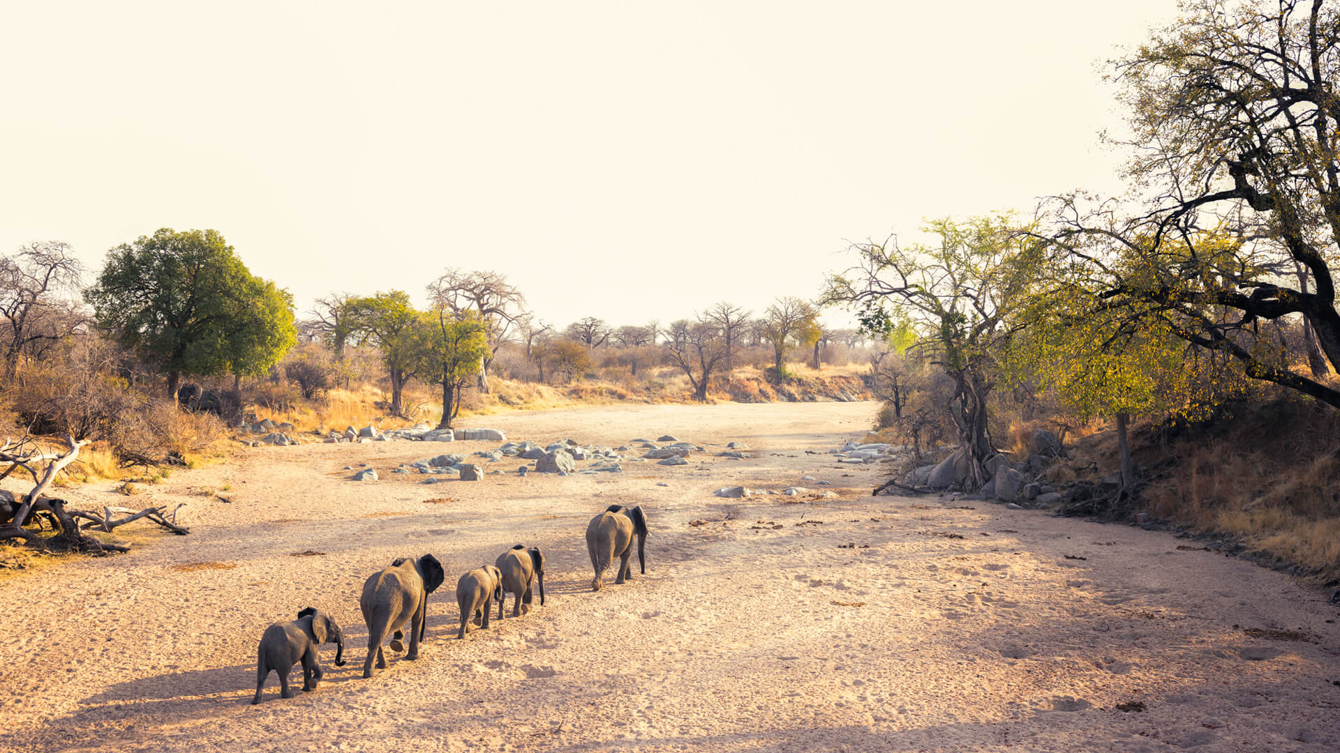 Kokoko Camp in Tanzania's Ruaha National Park | Asilia Africa