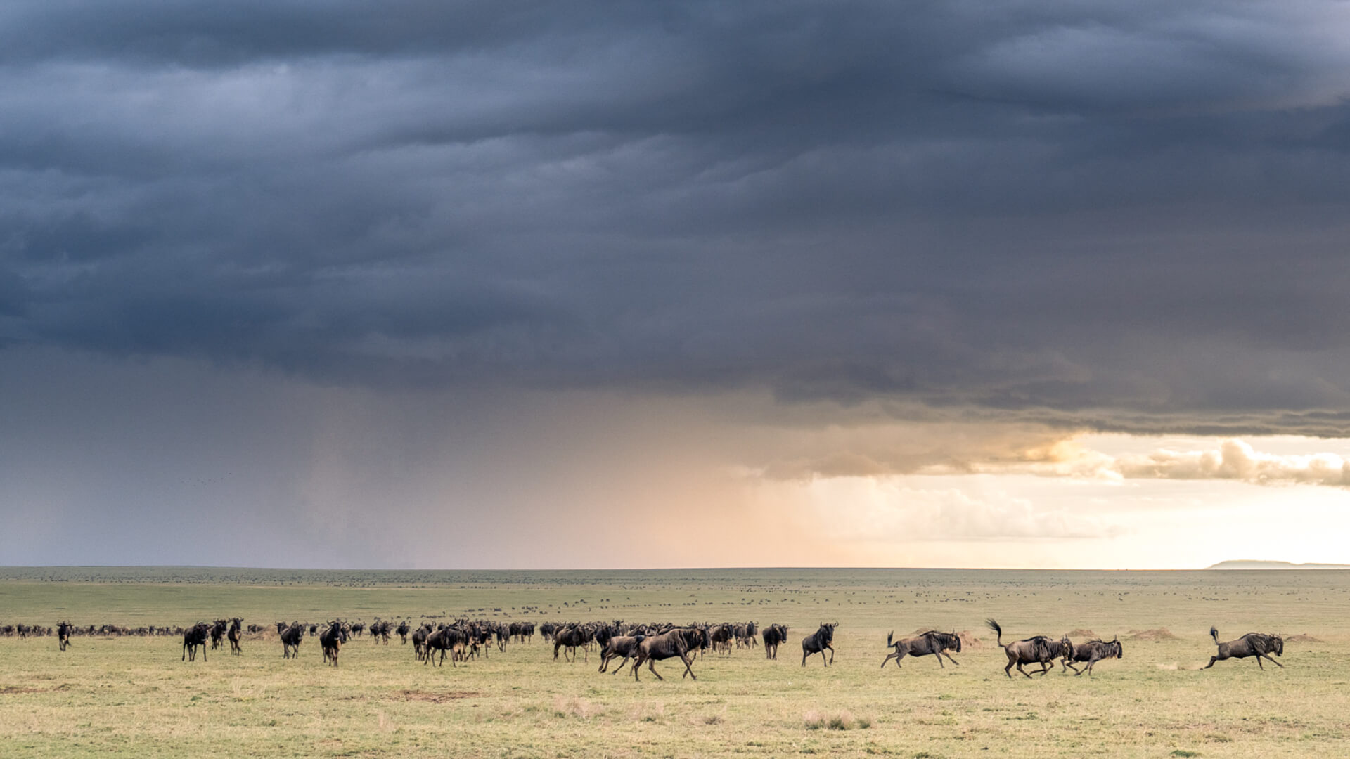 Wildebeest Migration From Space