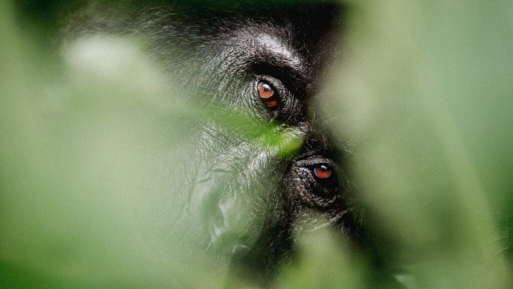 Gorilla Trekking: Uganda vs Rwanda | Asilia Africa