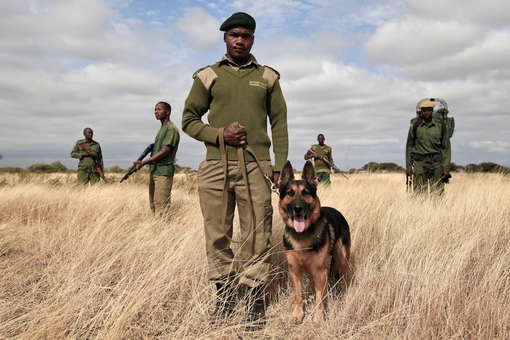 Northern Tanzania’s K9 Division | Asilia Africa