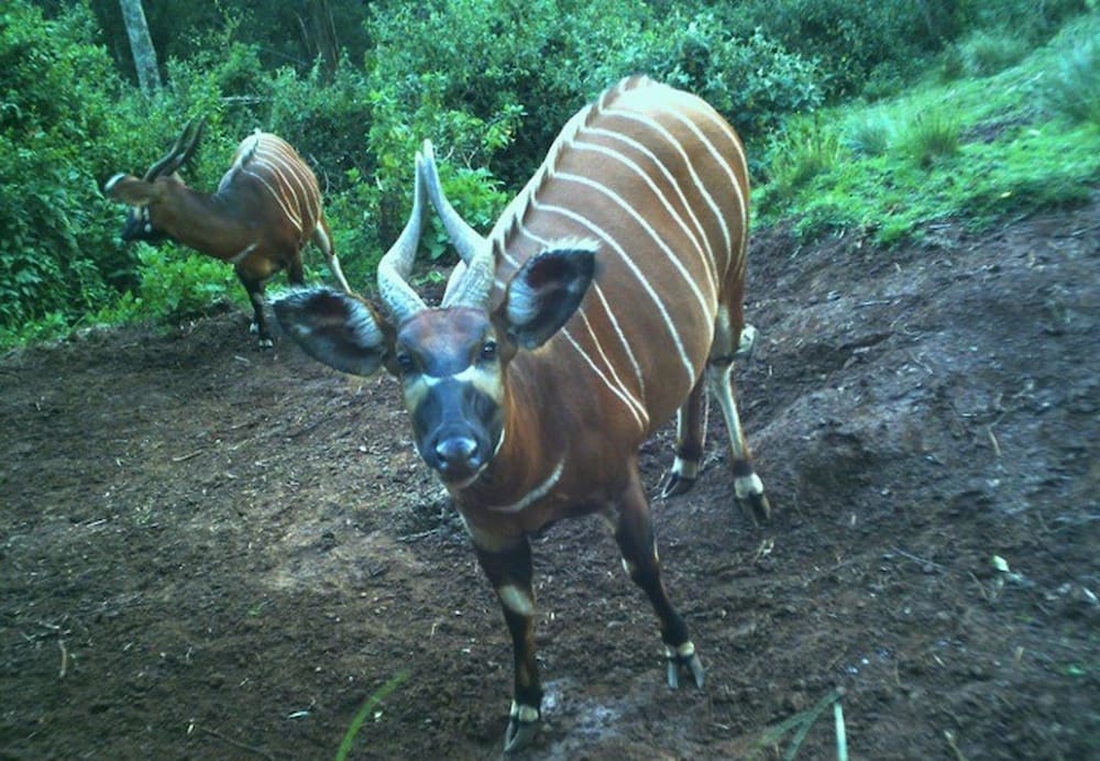 Rhino Ark – Saving Kenya’s Mountain Forests