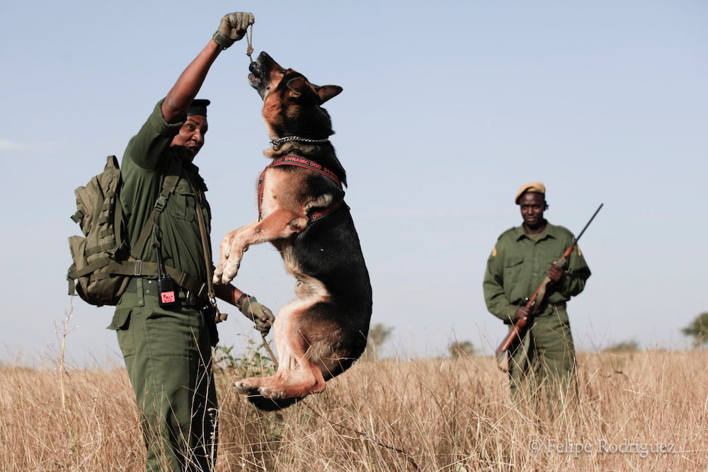 Northern Tanzania’s K9 Division | Asilia Africa