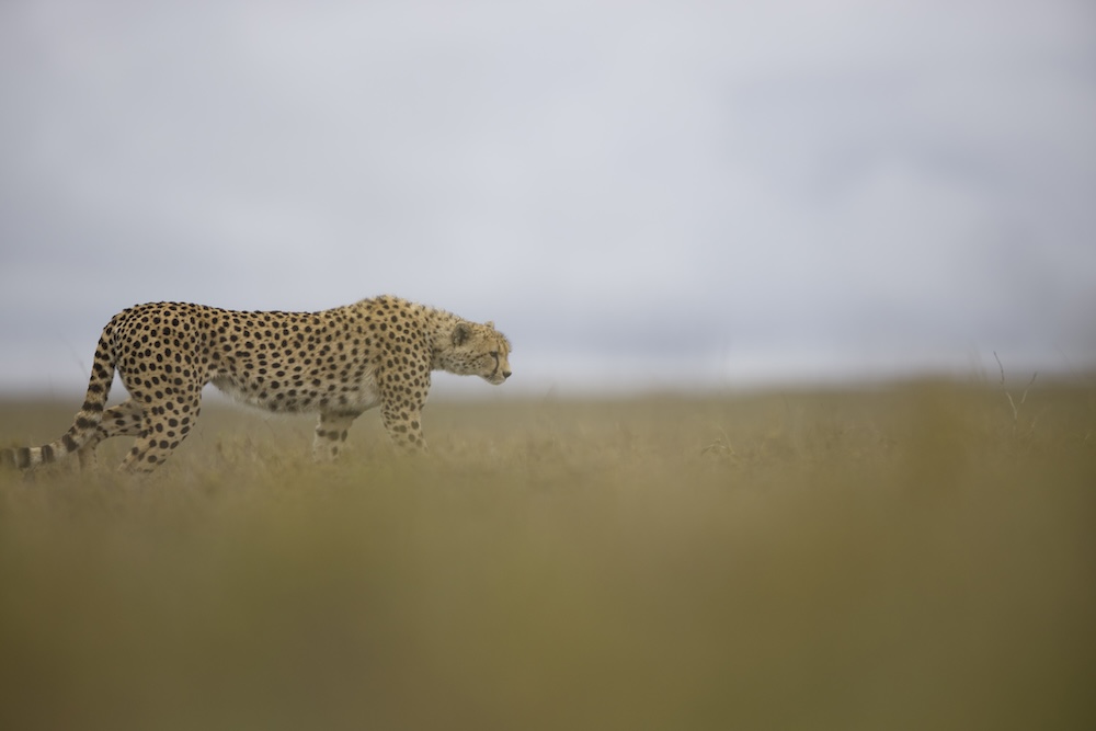 The Serengeti’s Majestic Wildlife | Asilia Africa