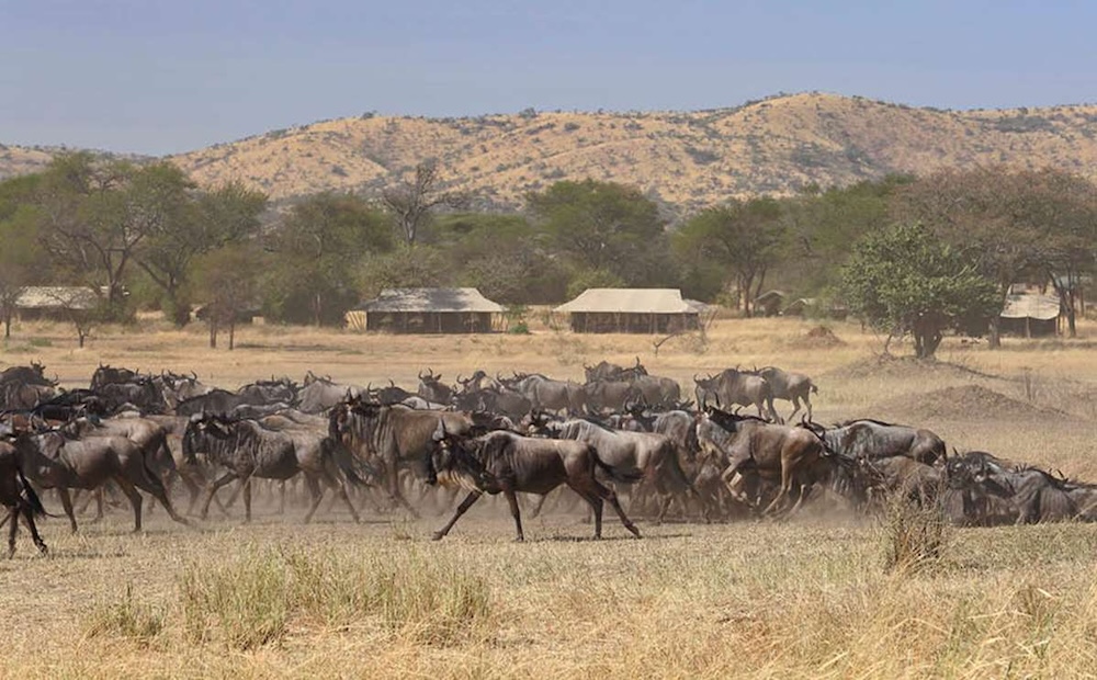 A Guide to the Great Migration in Tanzania: When, Where, and How to See ...