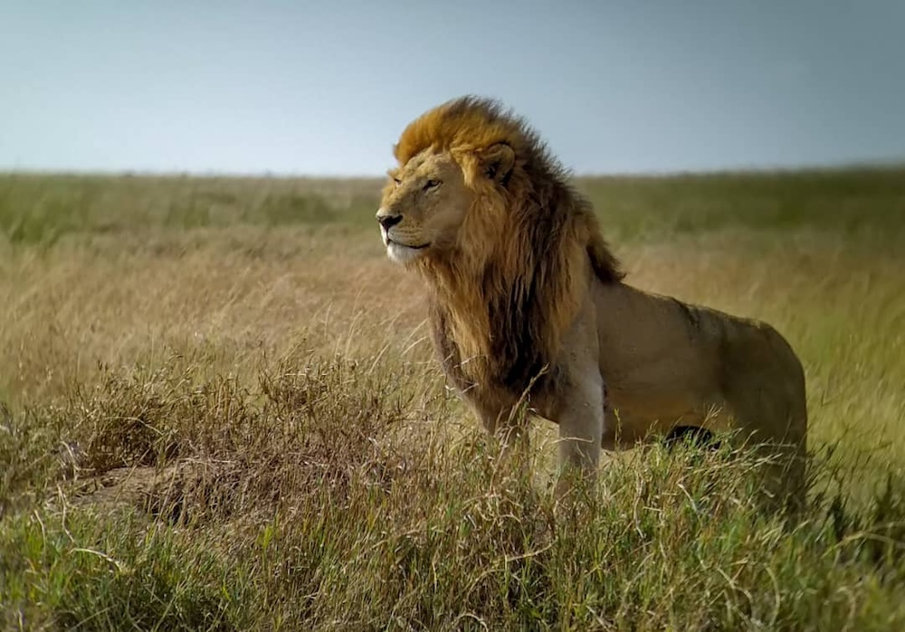 The Super Pride Lions of the Serengeti | Asilia Africa