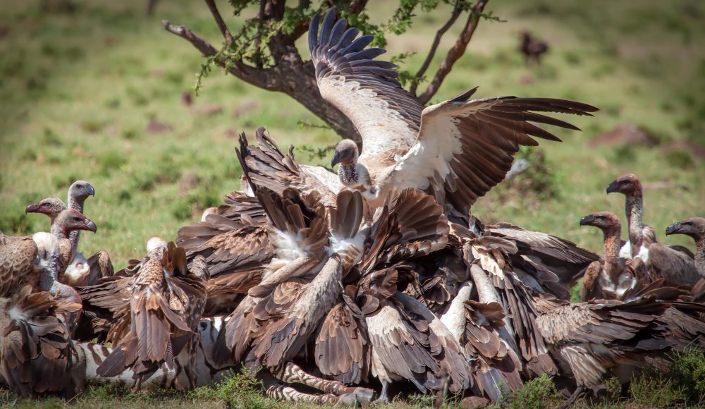Vultures - The Unsung Heroes | Asilia Africa