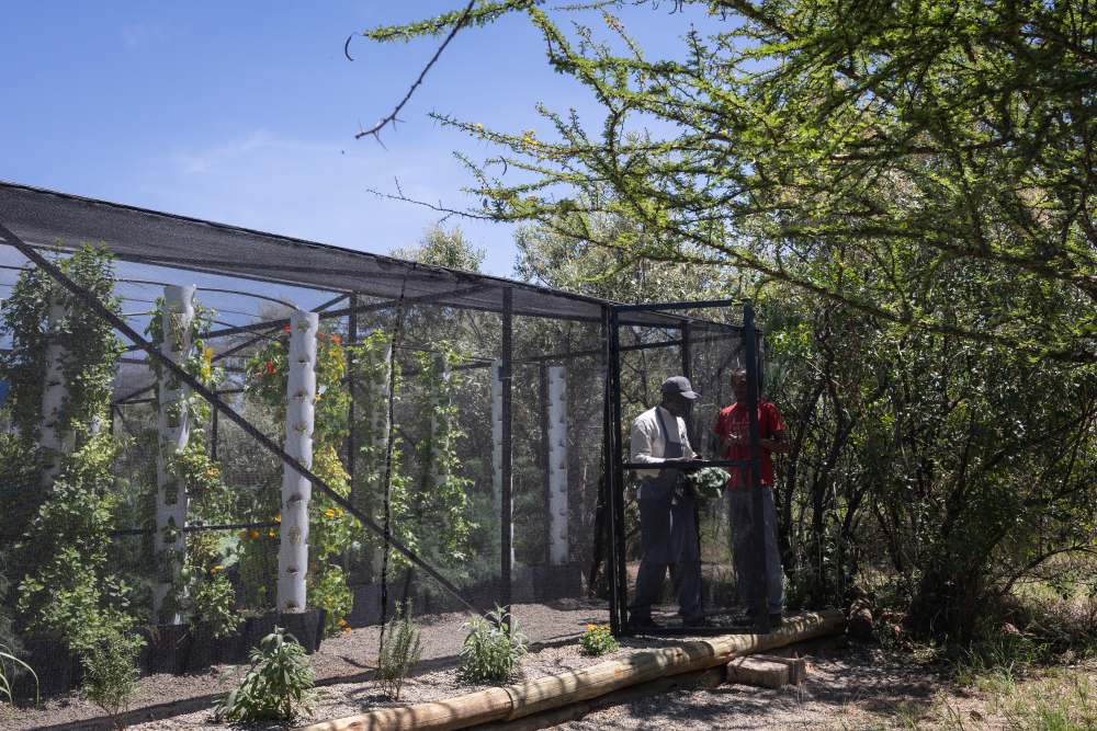 A Farm in the Wild | Asilia Africa