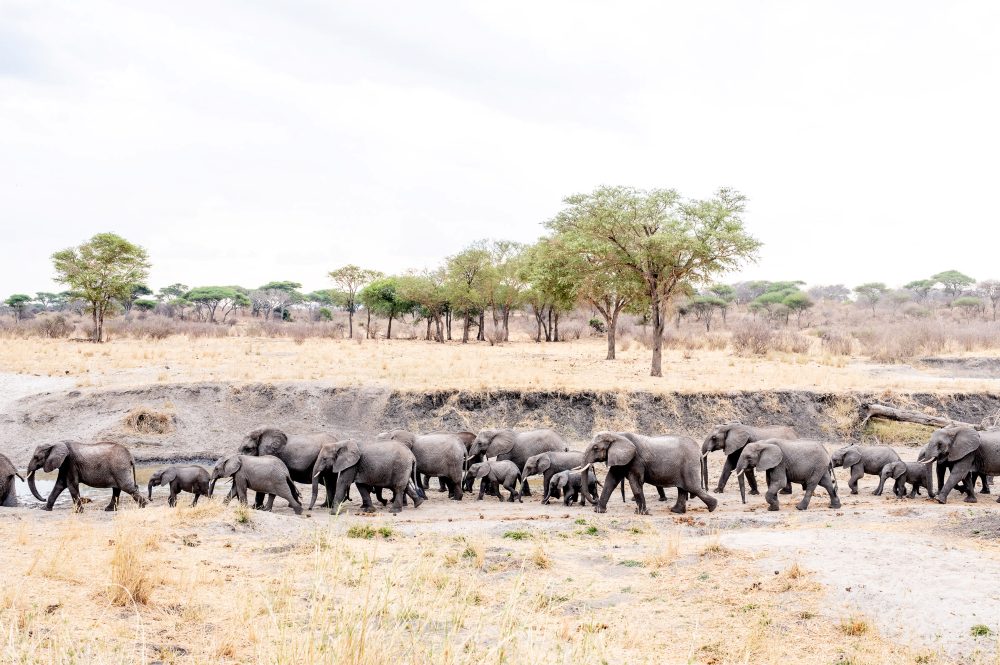 The Asilia Edit – Unpacking The Classic Edition | Asilia Africa